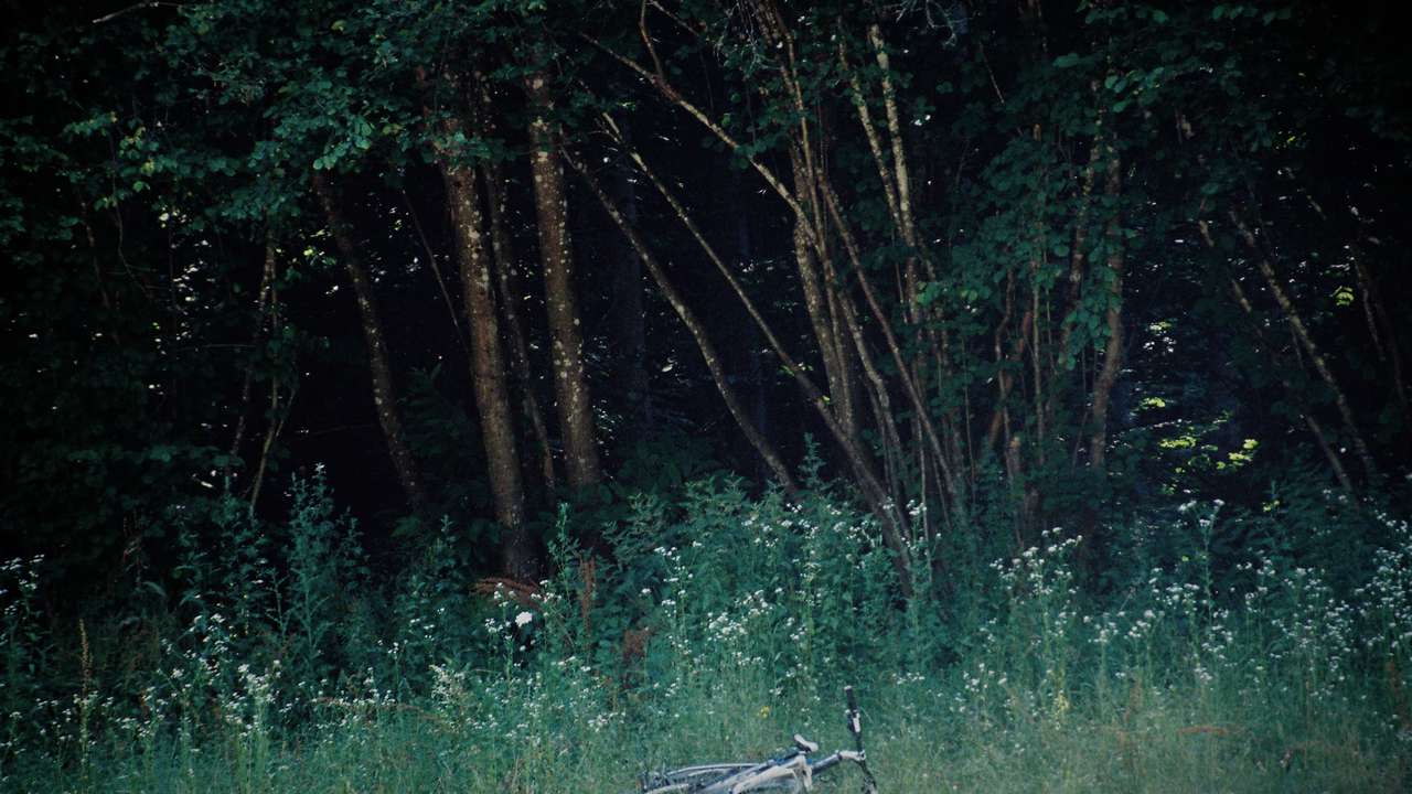 Ballade au bord du chemin