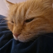 Amélie Driget - Ulule