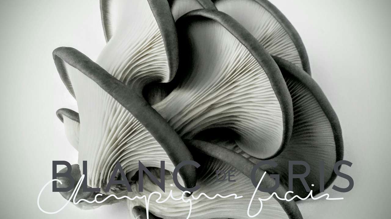 Blanc de gris - Champignons frais