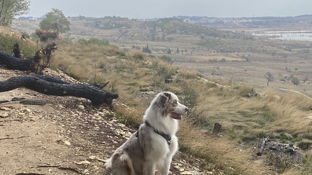Snow crée l’Oasis des Woofs à Narbonne - Ulule