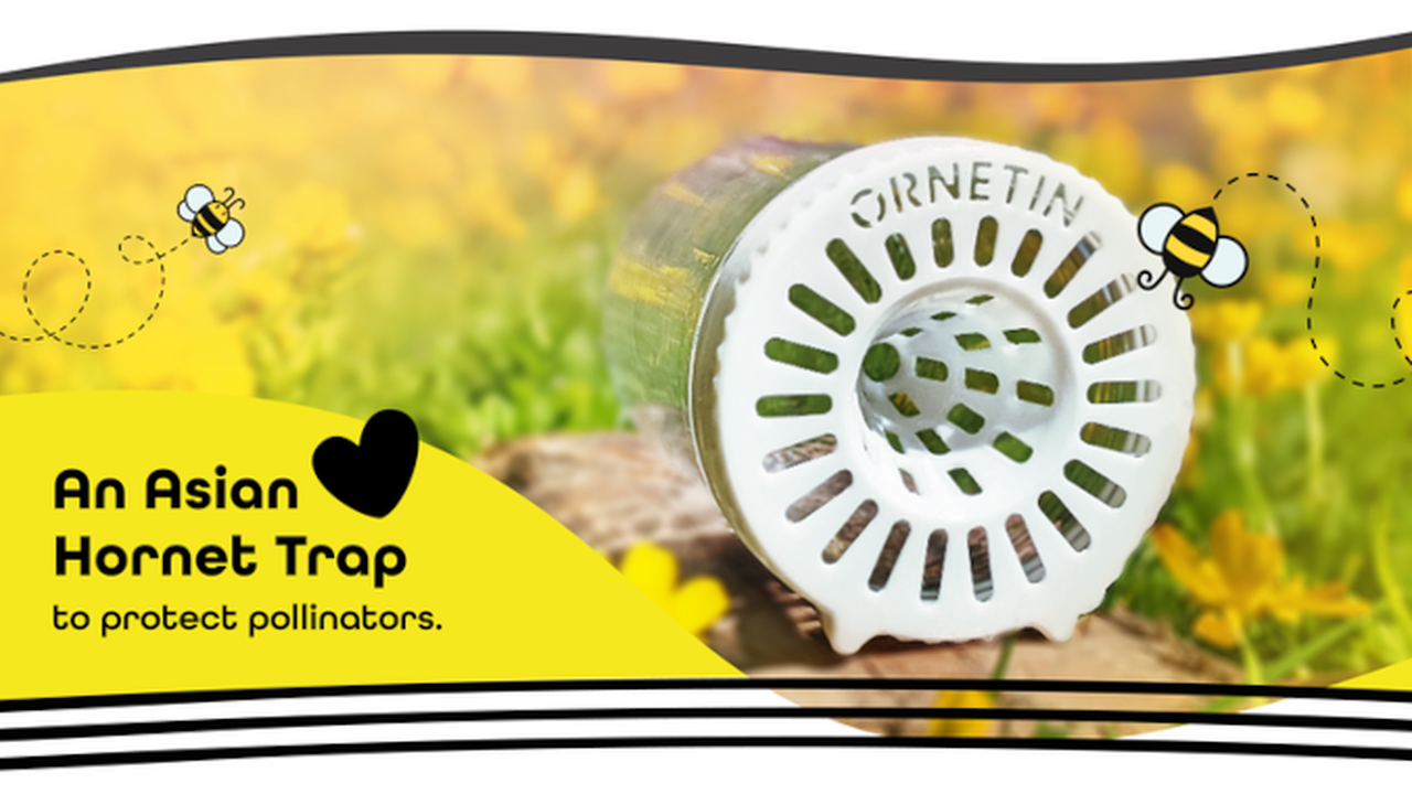 Ornetin : Asian Hornet Trap For Everyone - Ulule