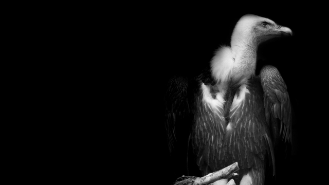 Birds of Nazca - Vinyl