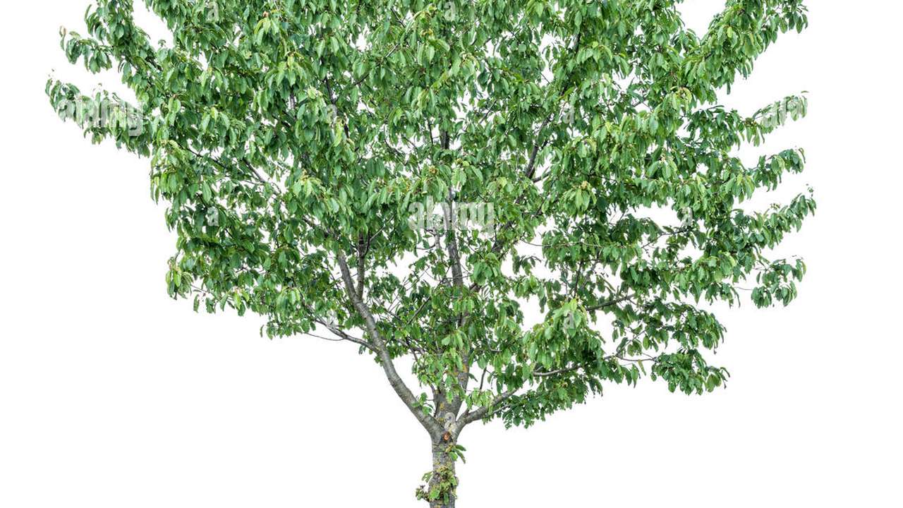 Arbre de mémoire pour Mme Talneau