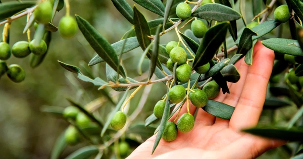 Sustainable Olive Oil from the Heart of Hungary