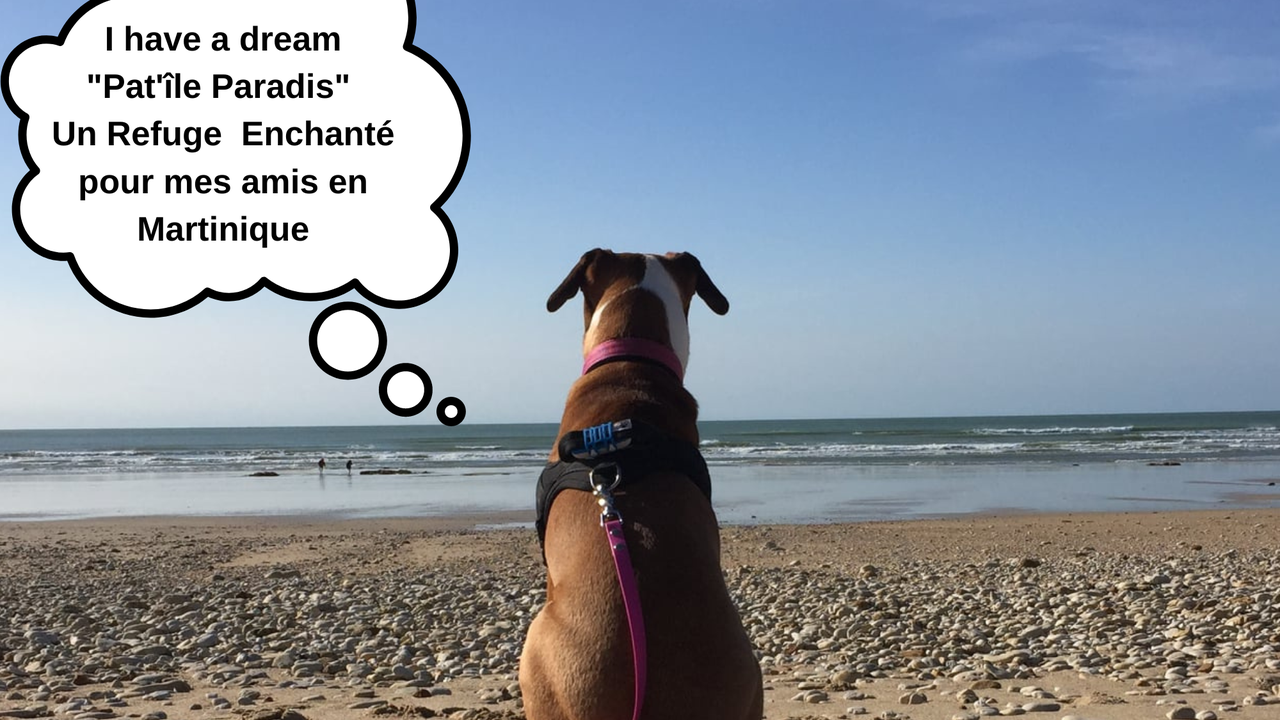 "Pat'île Paradis" Un Refuge Canin Enchanté en Martinique