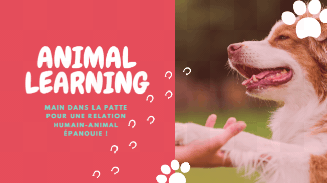 Améliorer le bien être animal et limiter les abandons - Ulule