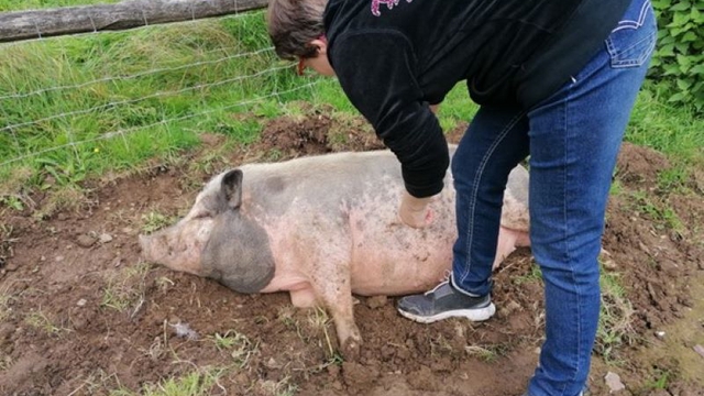 Lutter contre la pauvreté par la Médiation animale - Ulule