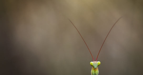 Projet d'exposition "Religieuses & Diablotins"