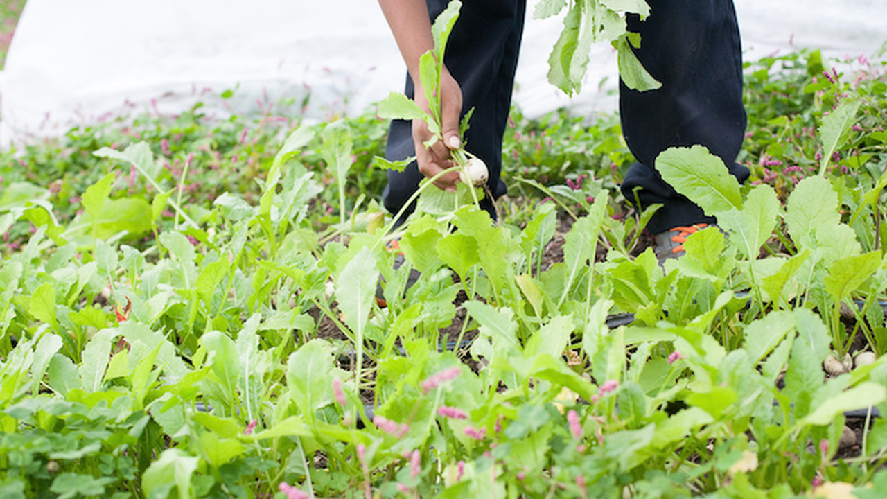 Hope Garden @ Stenton Family Manor Emergency Housing Shelter - Ulule