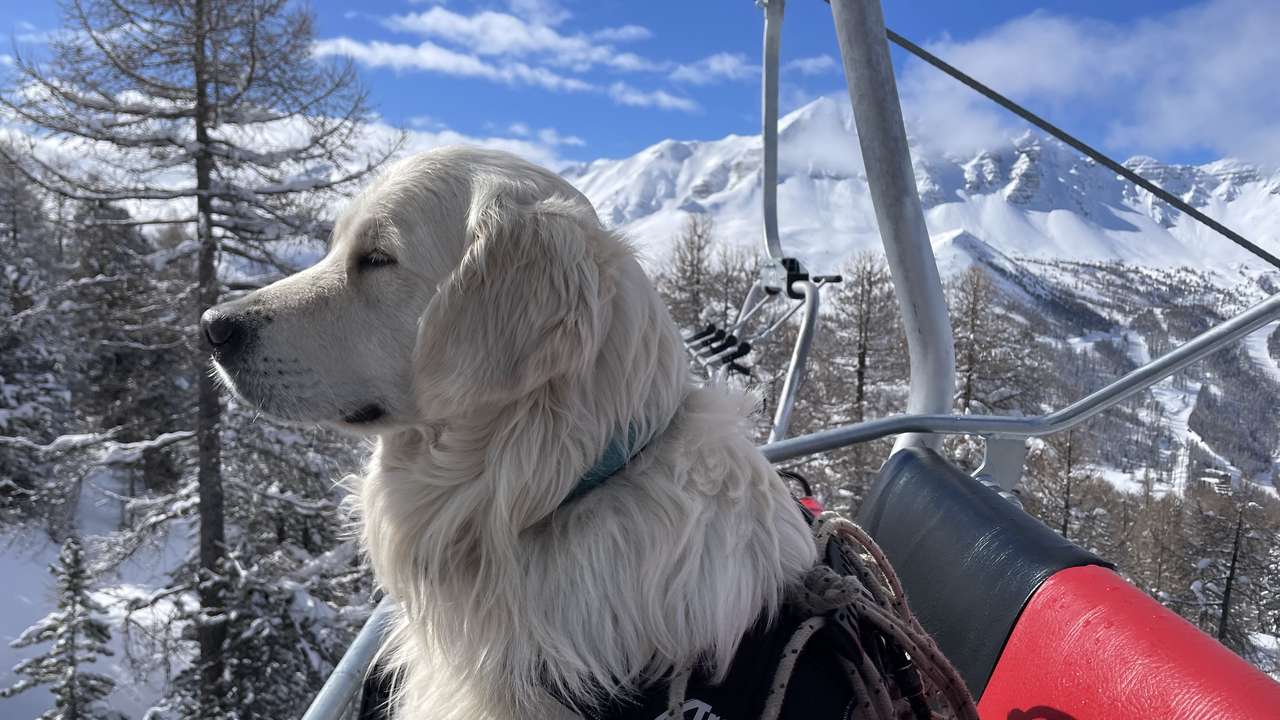 Un chien-sa maîtresse : une équipe pour sauver des vies