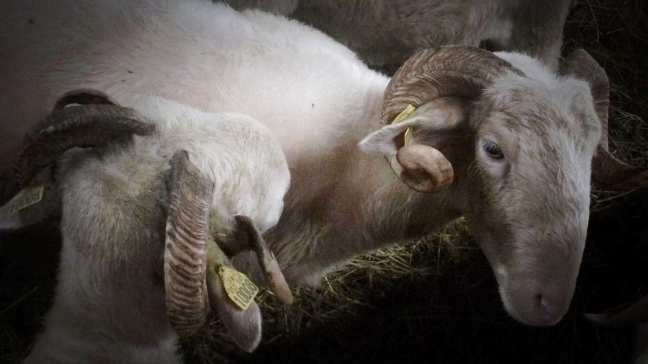 Fromagerie bio du Domaine de Montagne
