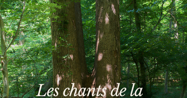 Les chants de la forêt