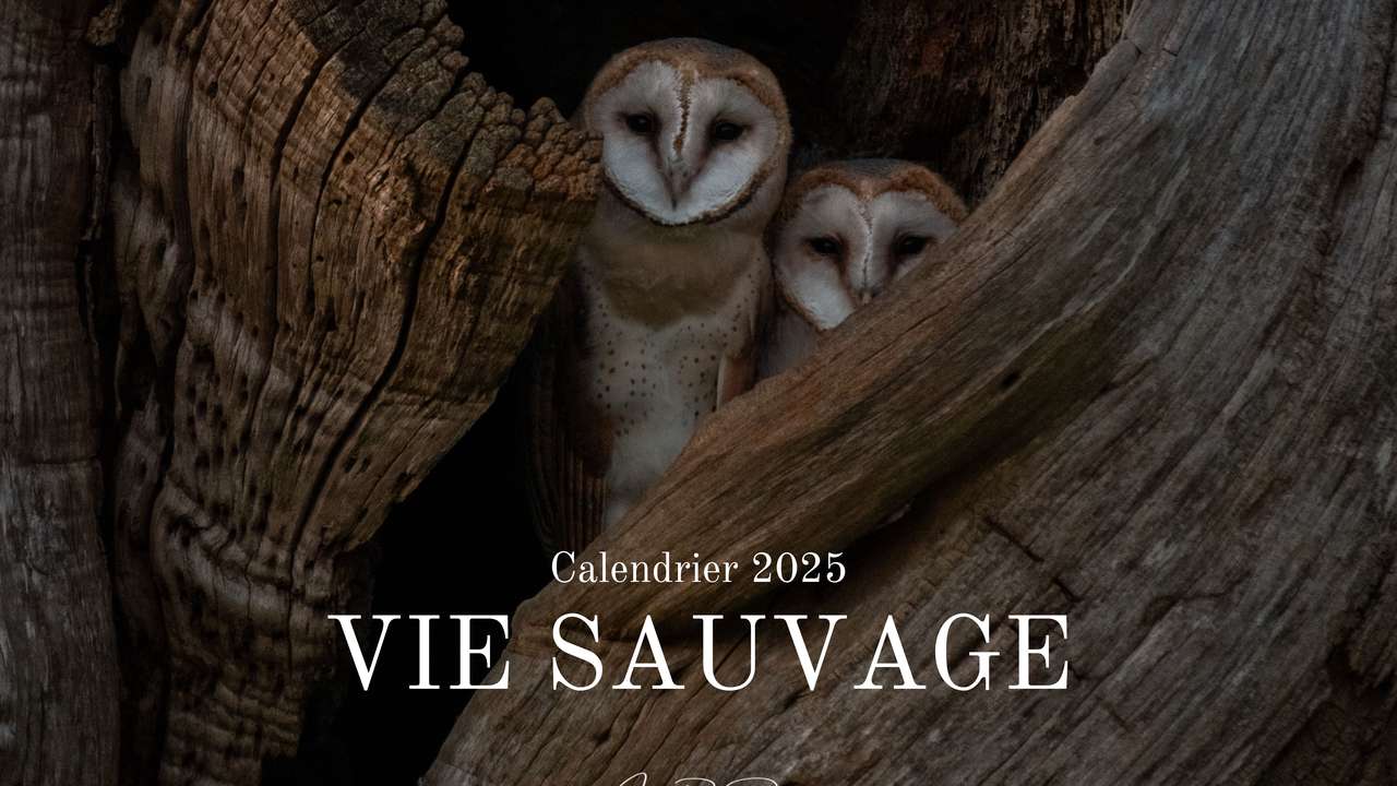 Calendrier 2025 - Vie Sauvage