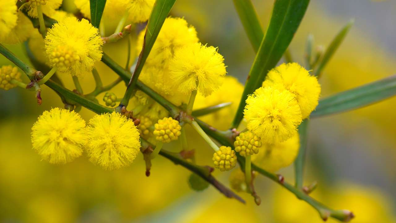 MIMOSA