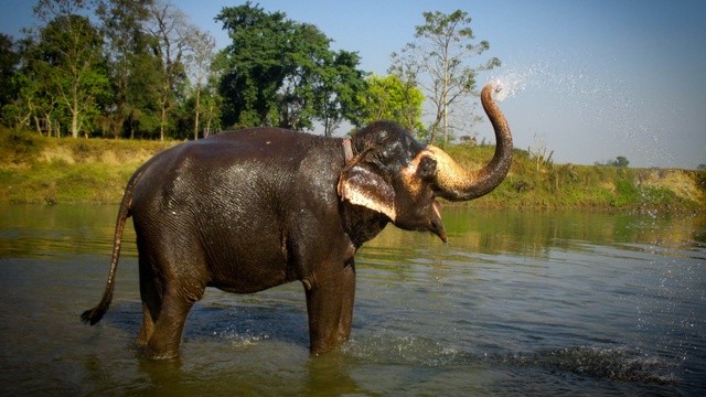 Protégeons les éléphants du Népal