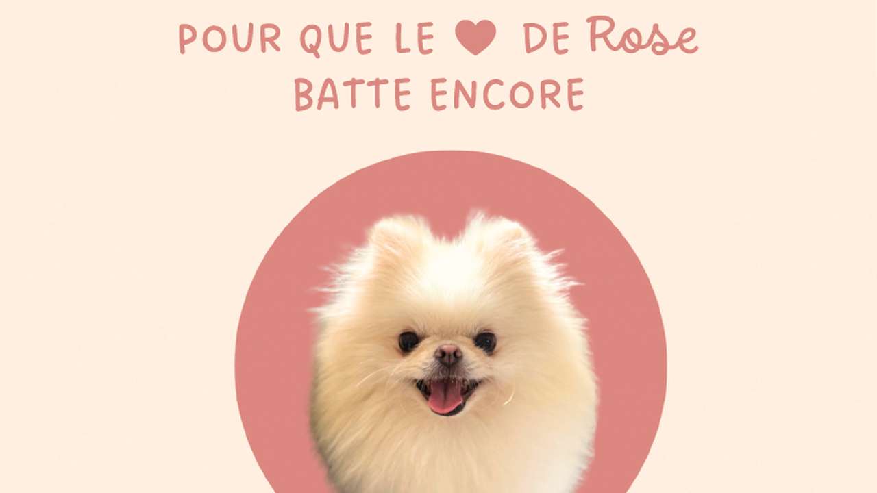 Rose, spitz nain, a besoin de vous. ️‍🩹