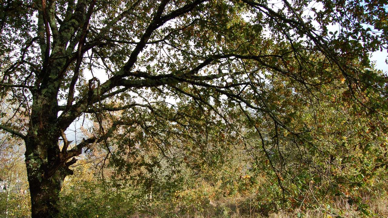 élan-tifique - Ulule