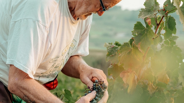 Du vin, une chanson