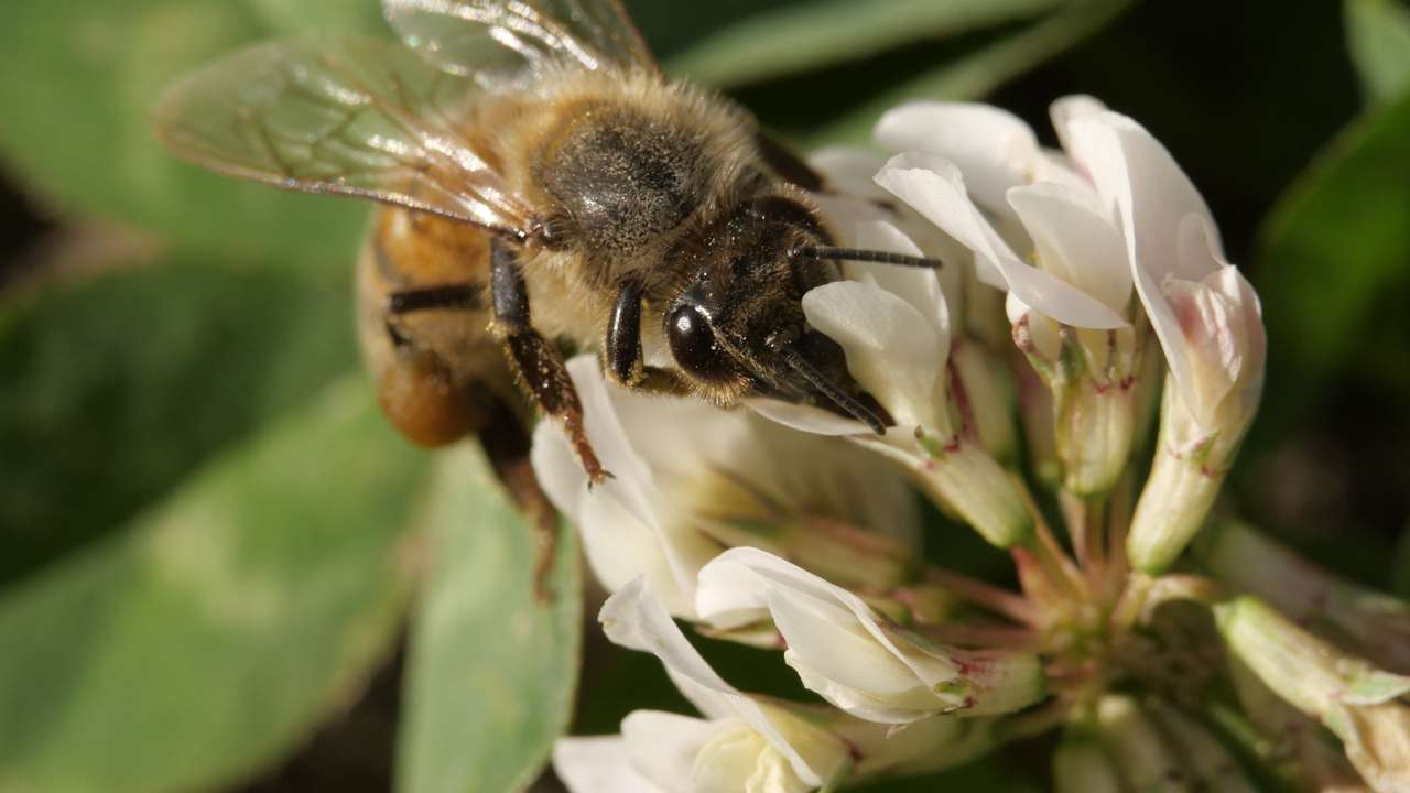 Rucher pédagogique pour la sauvegarde des abeilles