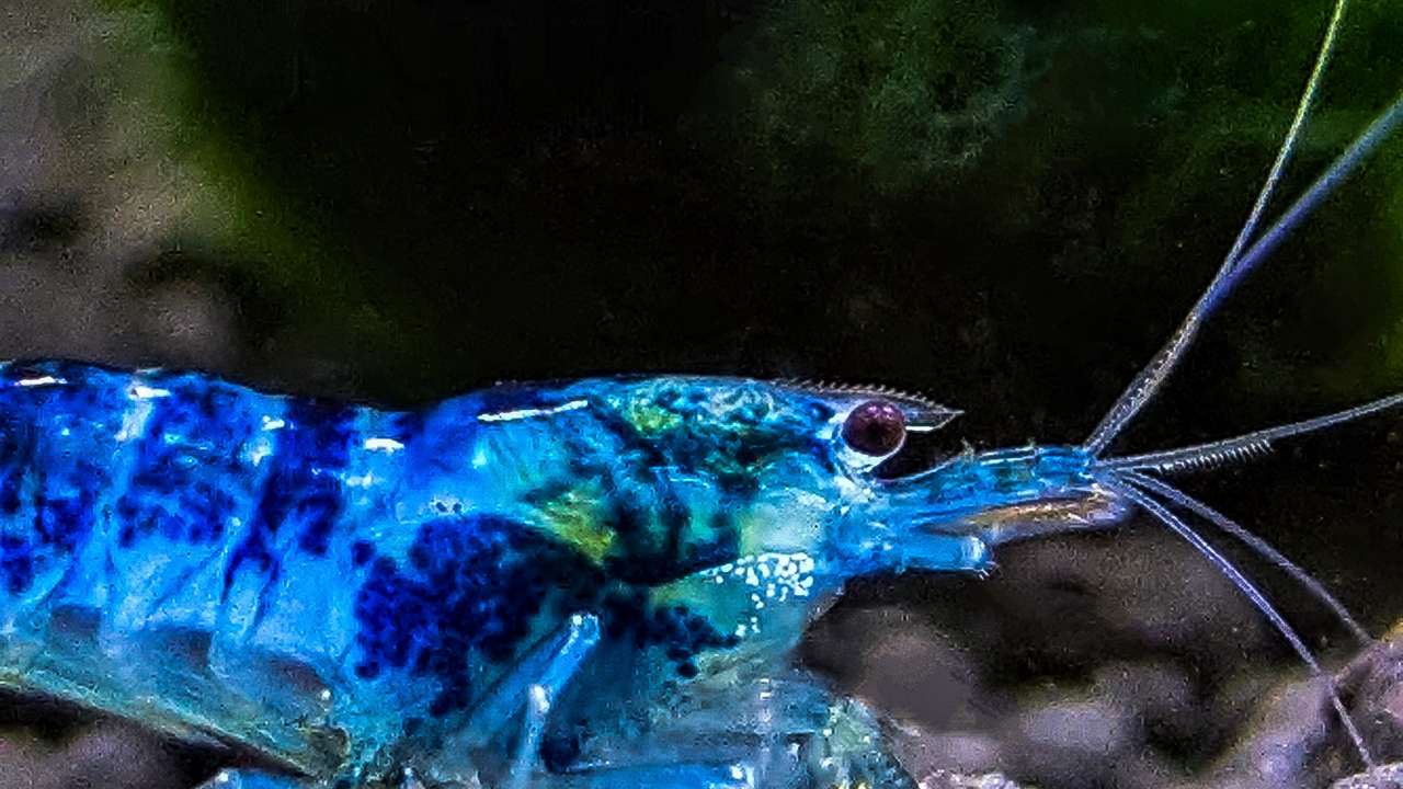 NOTRE PASSION POUR L'AQUARIOPHILIE 🦐