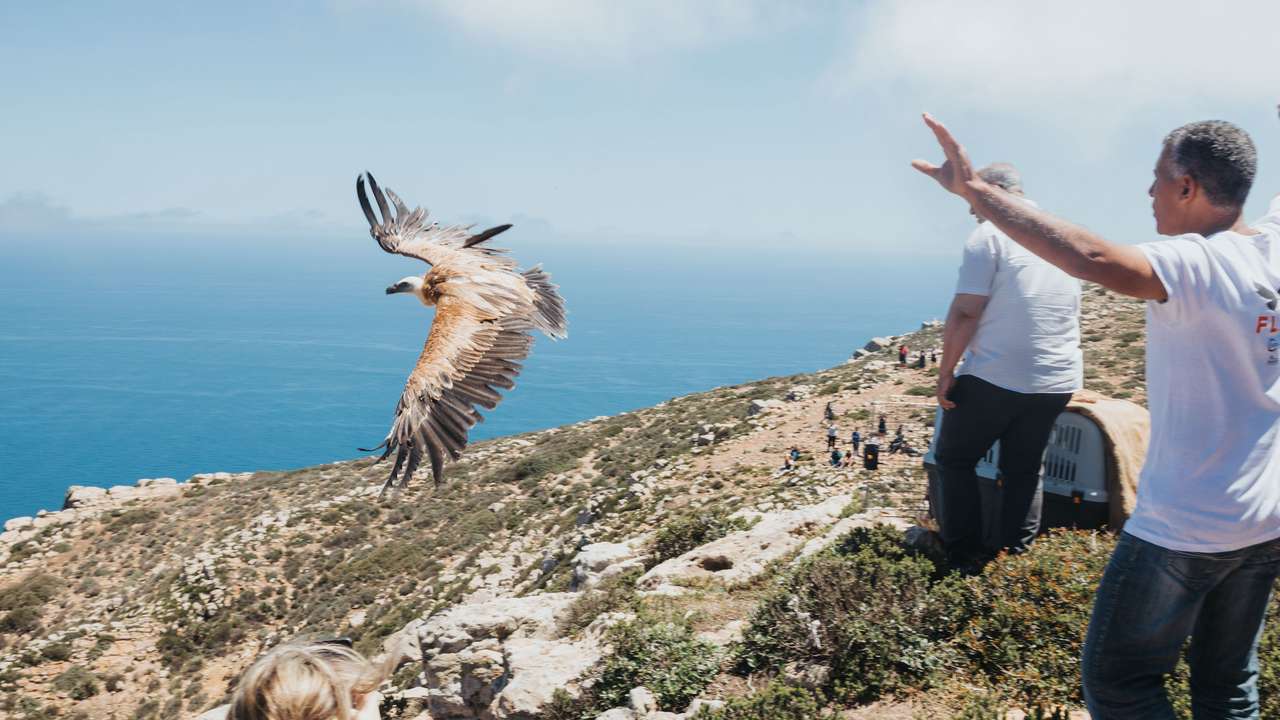 A VOL D'OISEAU, le film - Ulule