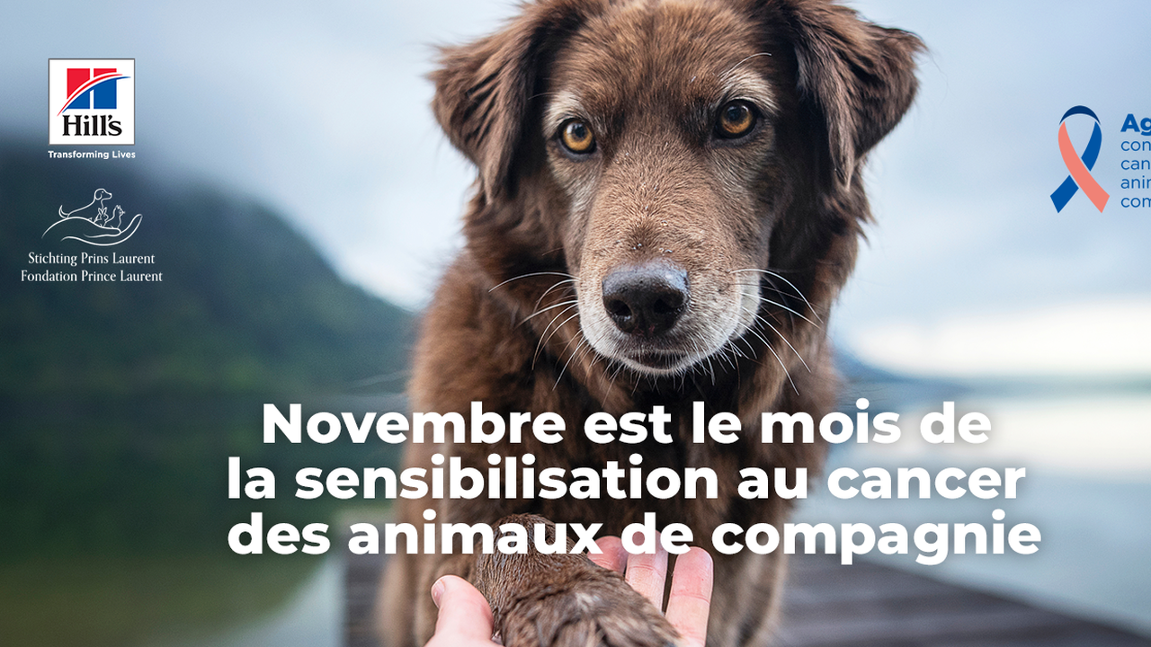 Soutenez la lutte contre le cancer des animaux