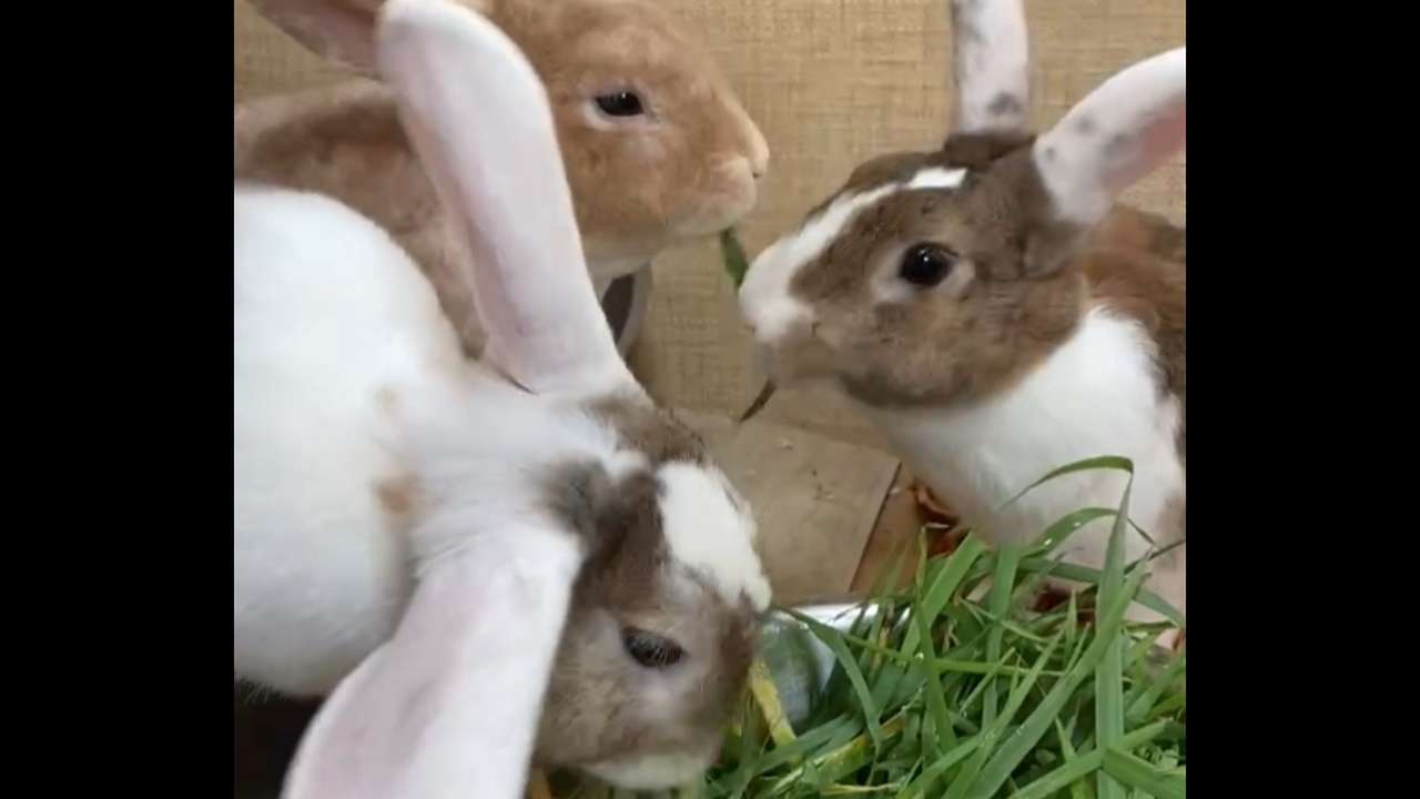 Un paradis pour lapins, construire et aménager un enclos.