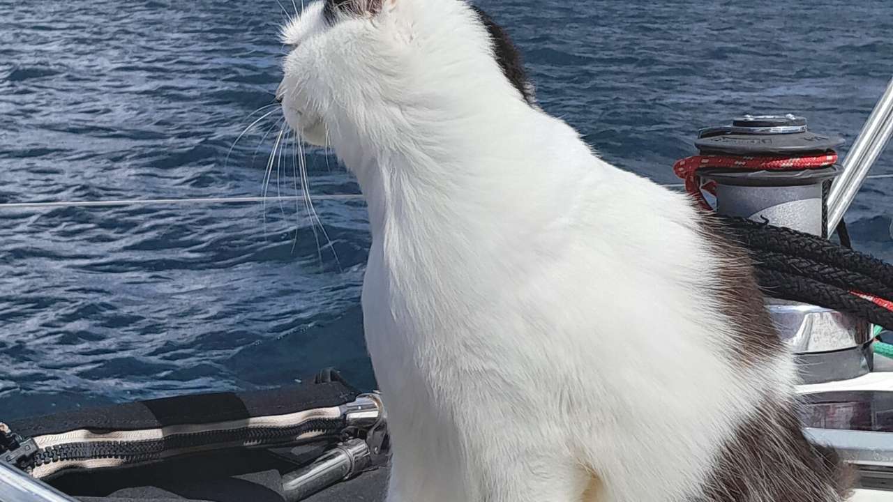 Tour du monde en solitaire et sans escale avec mon chat - Ulule