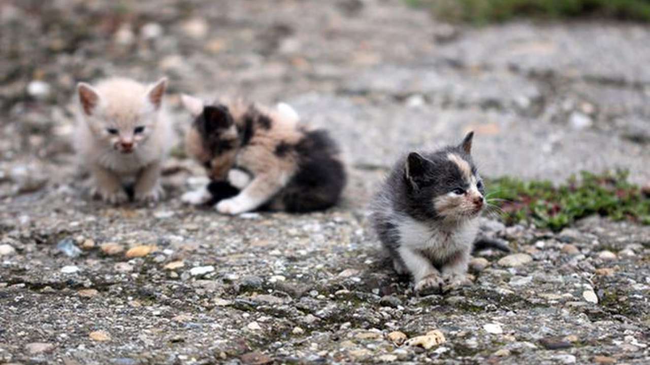 Sauvetage de chatons : Collecte de nourriture