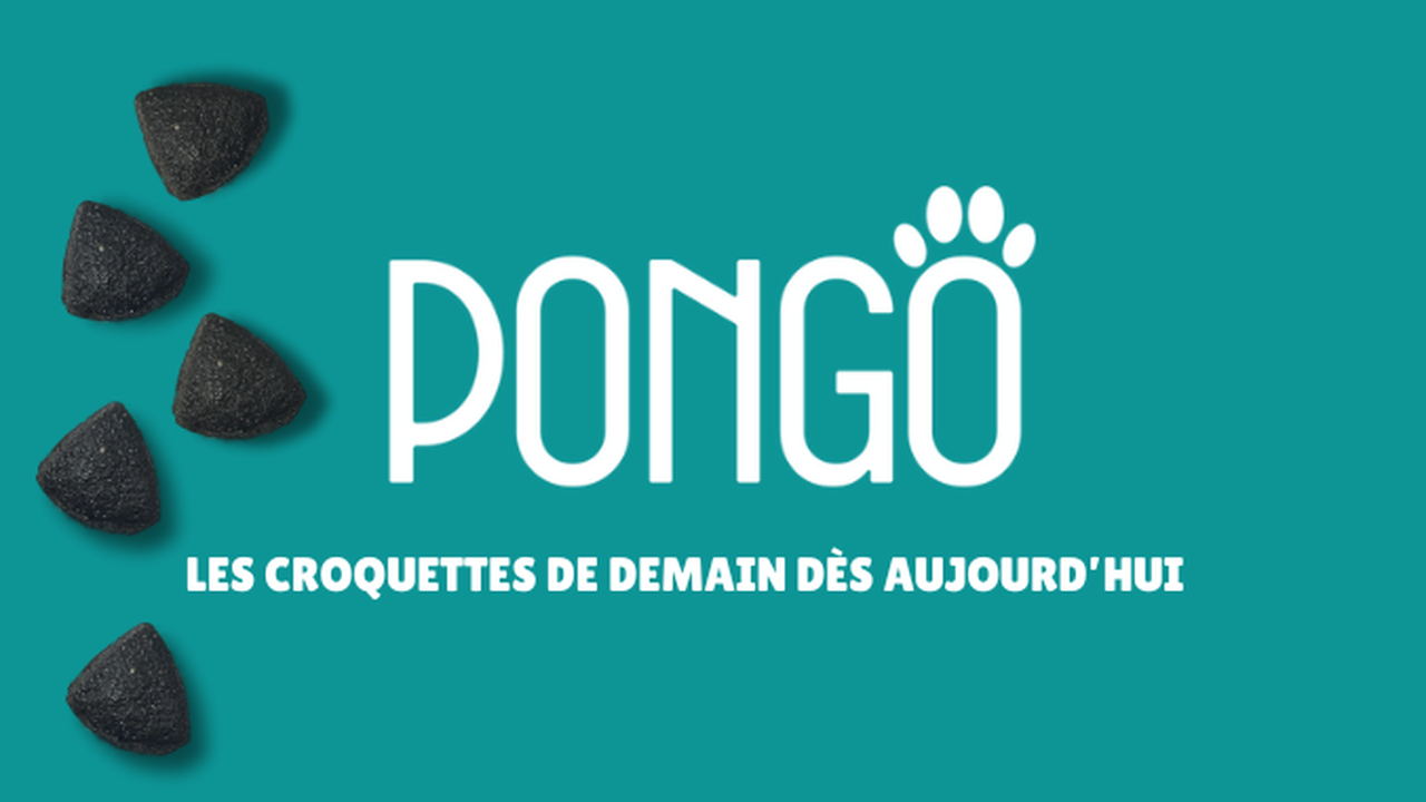 PONGO, LES CROQUETTES DE DEMAIN DÈS AUJOURD'HUI ! - Ulule