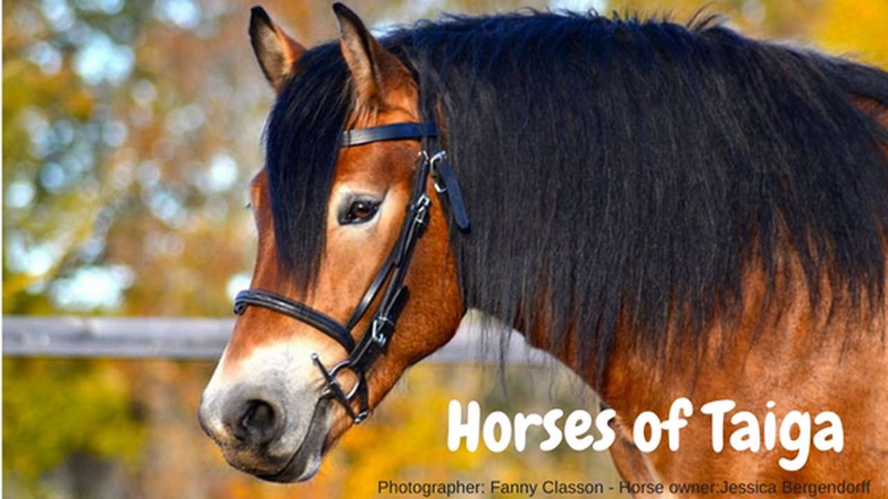 Un cheval Suédois du Nord pour Horses of Taiga - Ulule