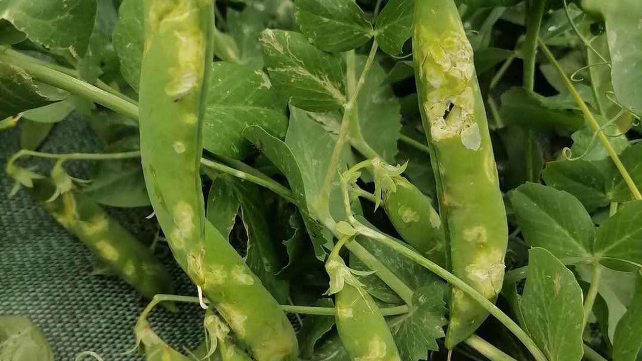 Soutien aux maraîchères haute-saônoises suite à la grêle