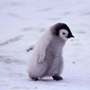 Les éminences, exposition et défilé à St Malo