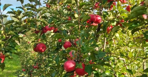Pommeraie en syntropie à cavaillon (84)