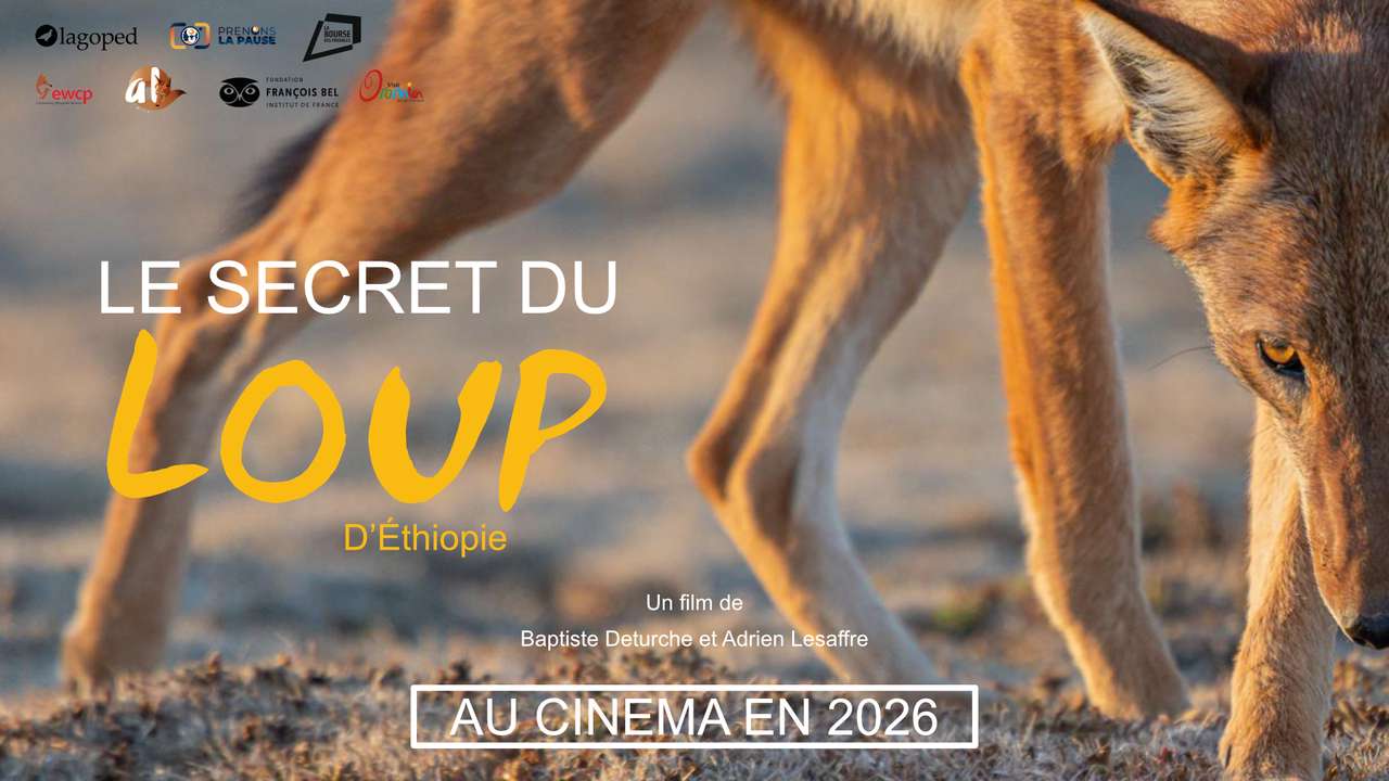Le secret du loup d'Éthiopie - Le film