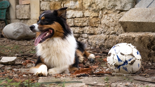 Aider Trevor le petit Berger Australien