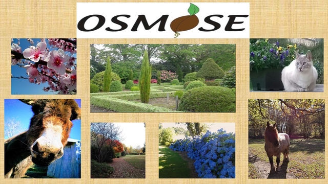 Osmose