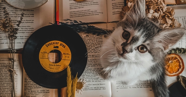 Le Bar à Chats - Tea Room: Pour les amoureux des chats