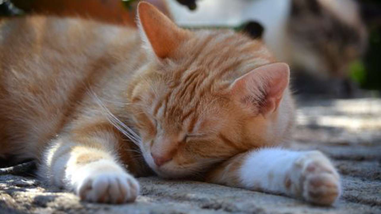 Les amies des chats libre
