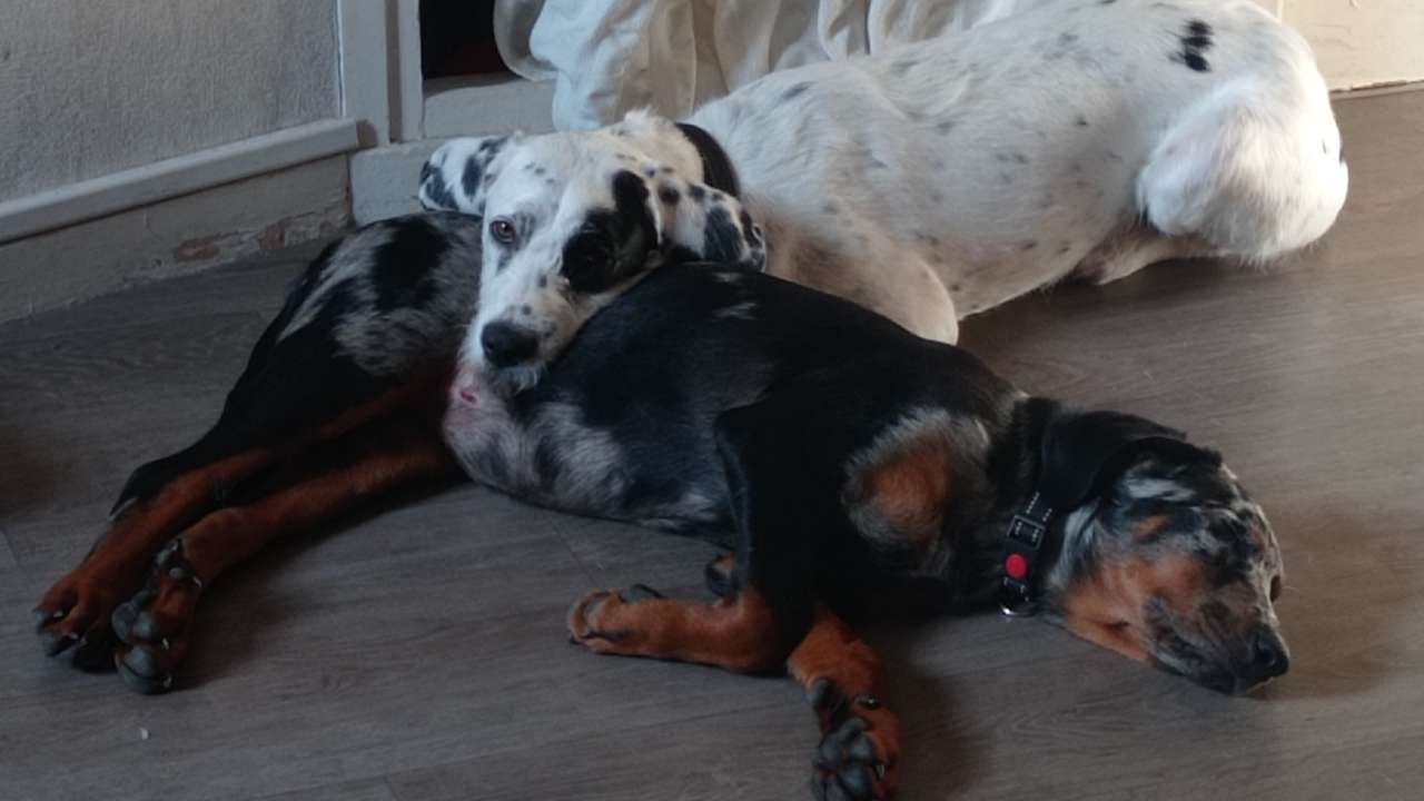Créer une boutique locale pour chiens et chats à Chamalières - Ulule