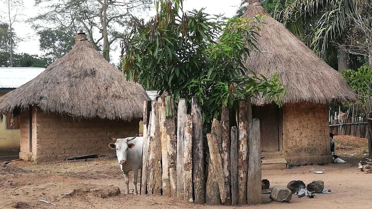 Culture du riz en Guinée Conakry