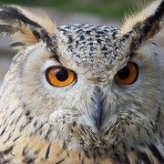 Aurélien Delogu - Ulule