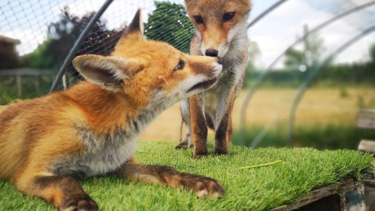 Help us build new homes for wild animals in need