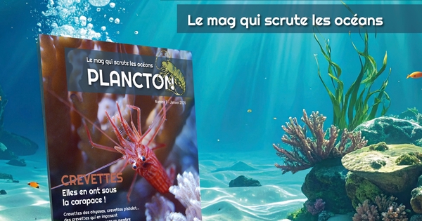 PLANCTON, le magazine qui scrute les océans