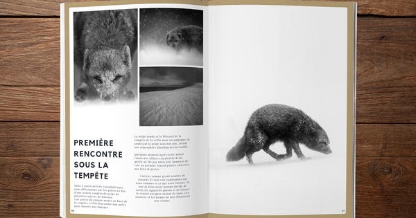 Livre "BLIZZARD x Arctic fox" - Ulule