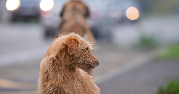 SANS COLLIERS, le film - Ulule