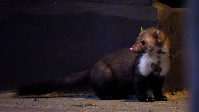 Des fouines à Paris - Roman photographique - Ulule