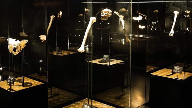 Réalisation de la maison de la paléontologie lotoise