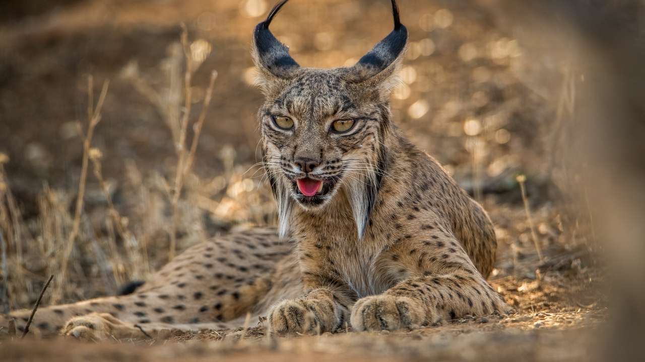 LYNX PARDINUS, RESILIENCE - Ulule
