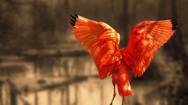 Ibis